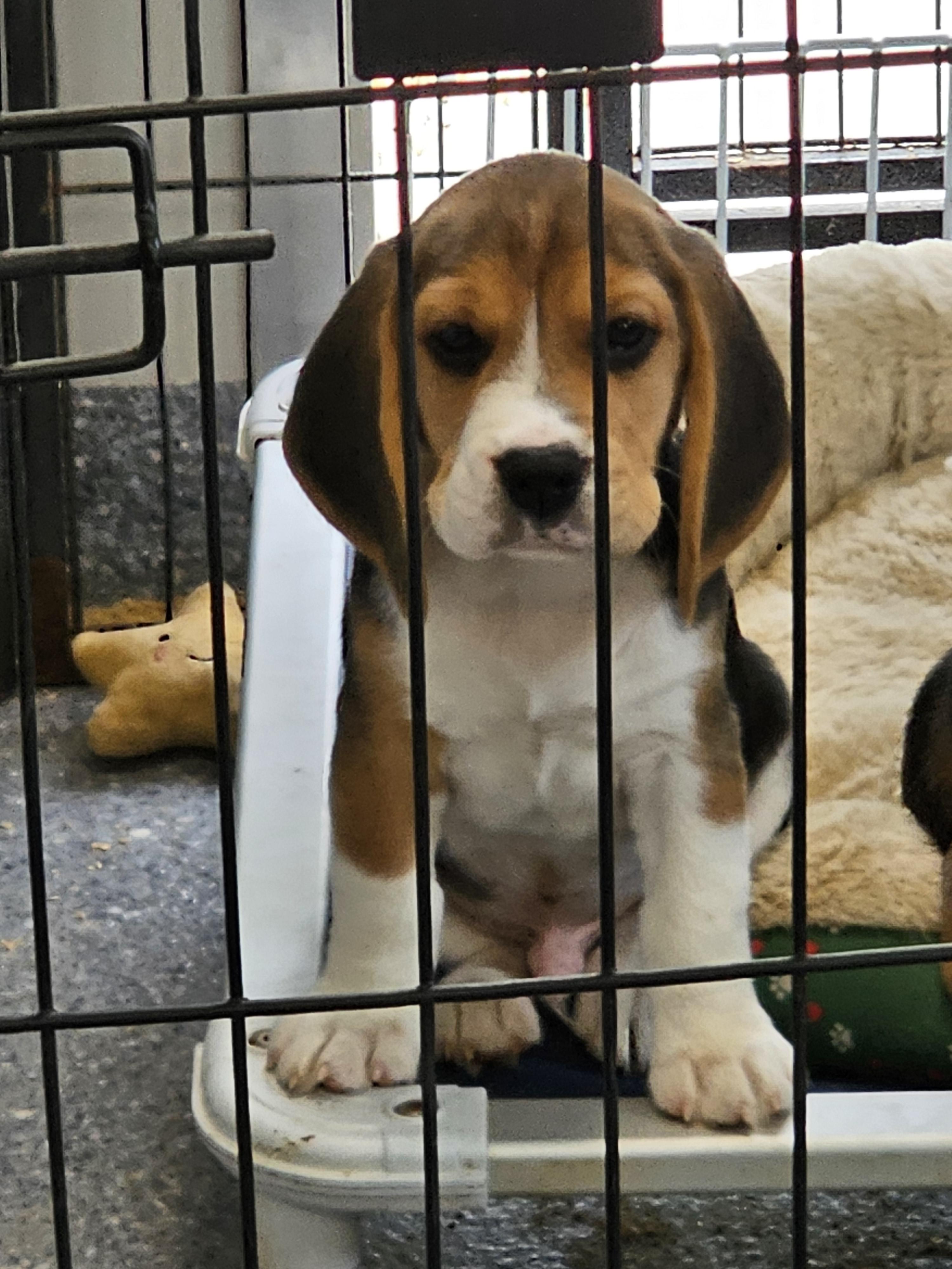 Fairmont Beagles in South Carolina | Beagle puppies | Good Dog