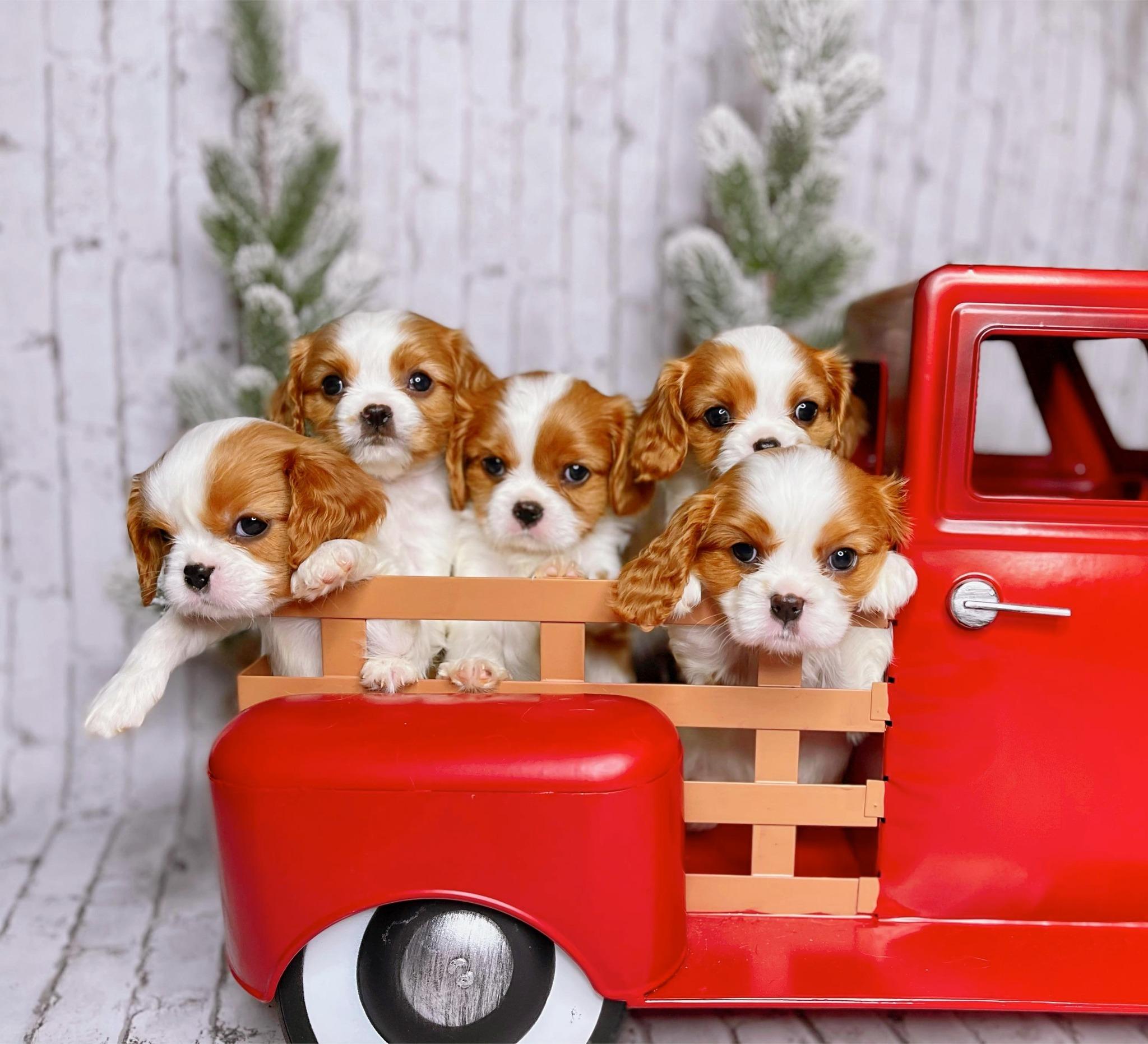 Sweet Heart Cavaliers in Oklahoma | Cavalier King Charles Spaniel ...