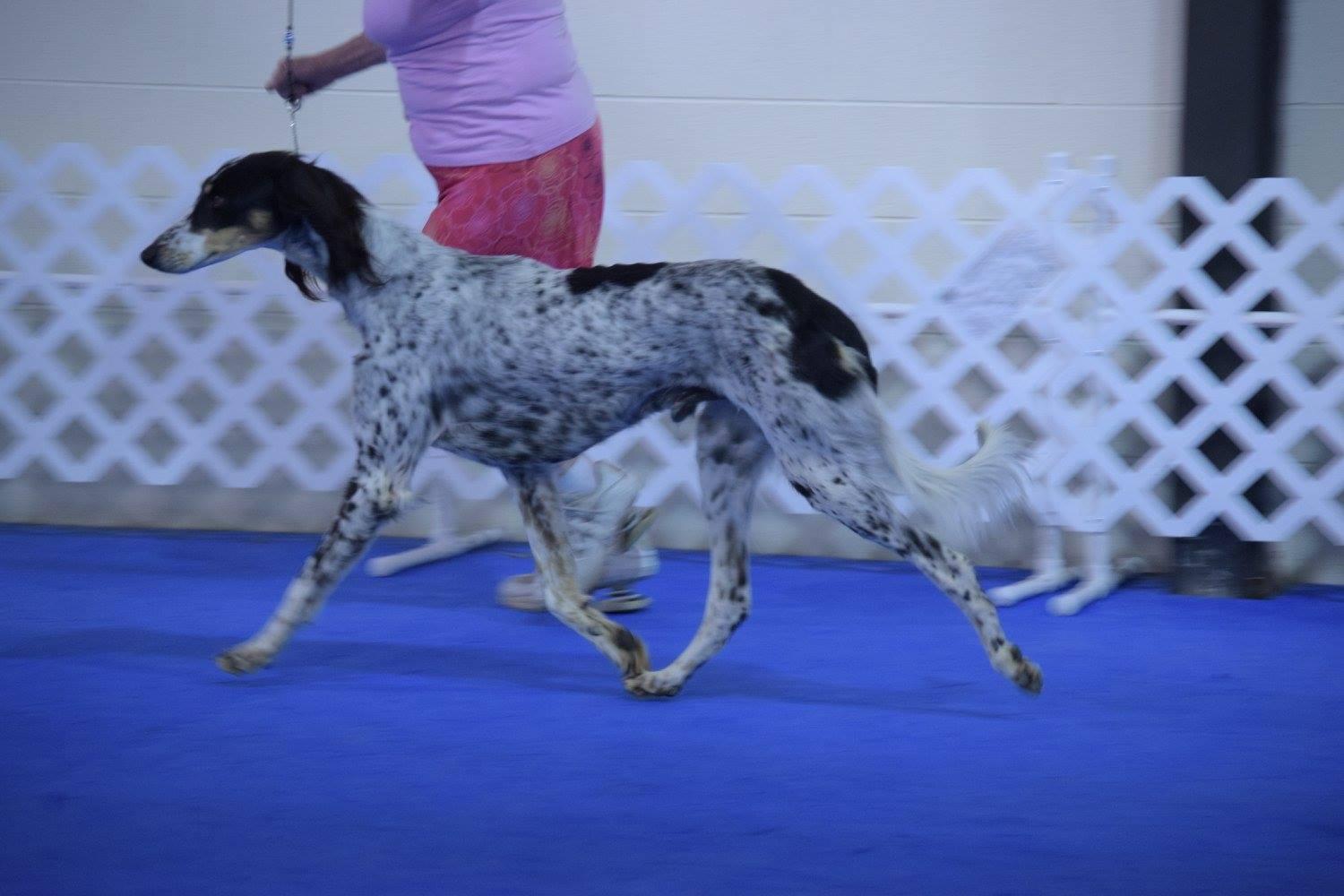 Shasei in Kentucky | Saluki puppies | Good Dog
