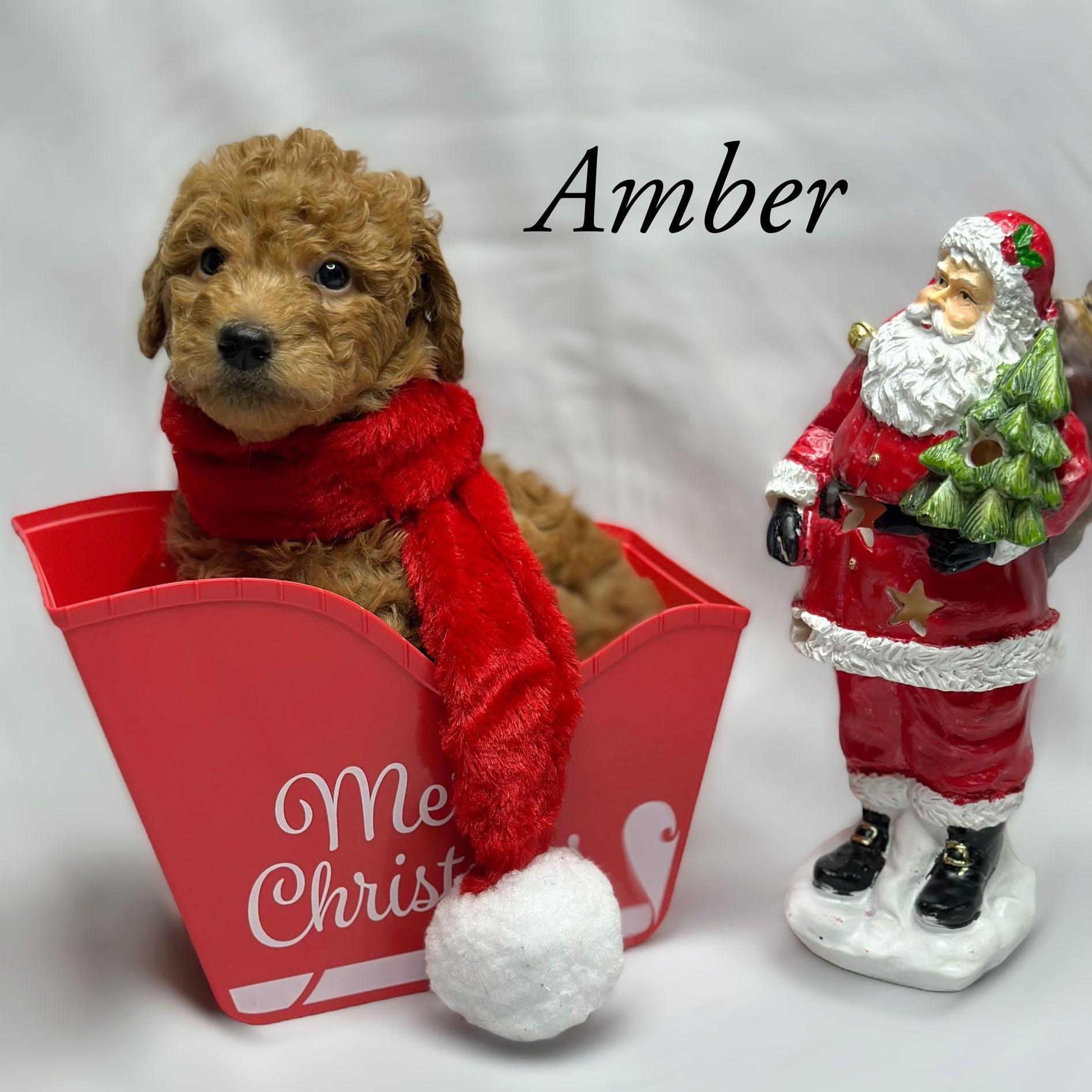 Purrfect Doodles in Florida | Goldendoodle puppies | Good Dog