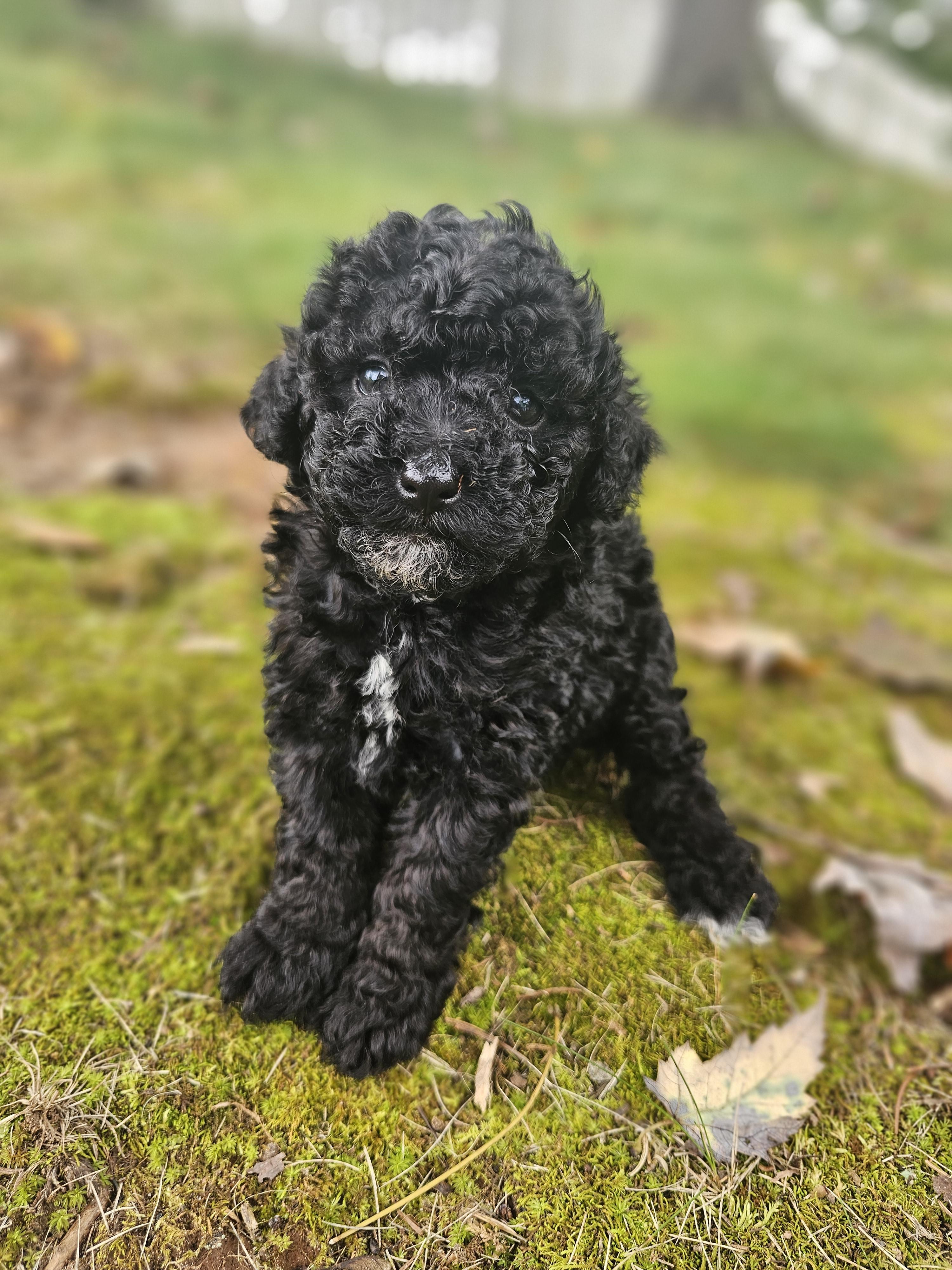 Adorable Puppy Poodles in North Carolina | Poodle puppies | Good Dog
