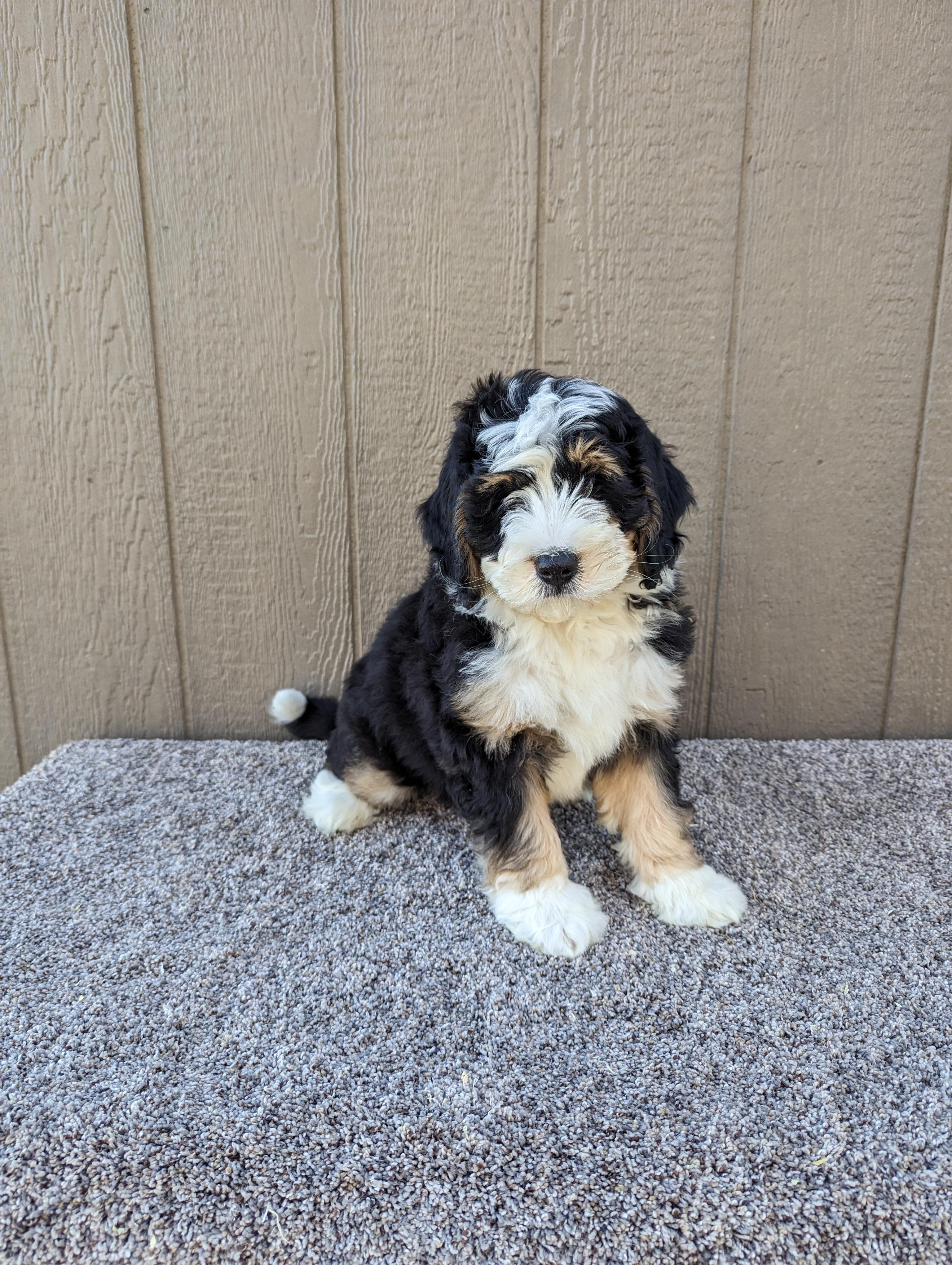 Blue Cloud Doodles in Ohio | Bernedoodle puppies | Good Dog