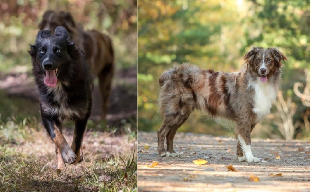 RL Australian Shepherds in Minnesota | Australian Shepherd puppies ...
