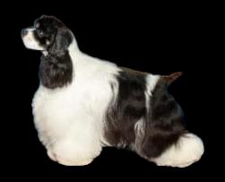 Tailwind Cocker Spaniels in Alabama | Cocker Spaniel puppies | Good Dog