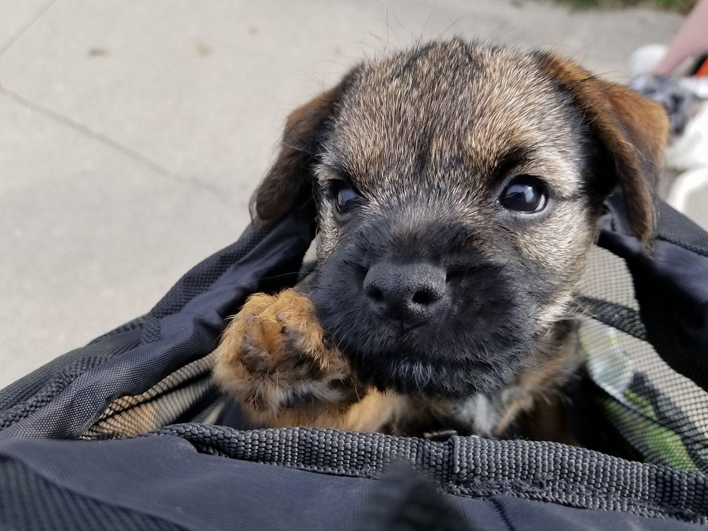 Riverside Jr Border Terriers in Michigan | Border Terrier puppies ...