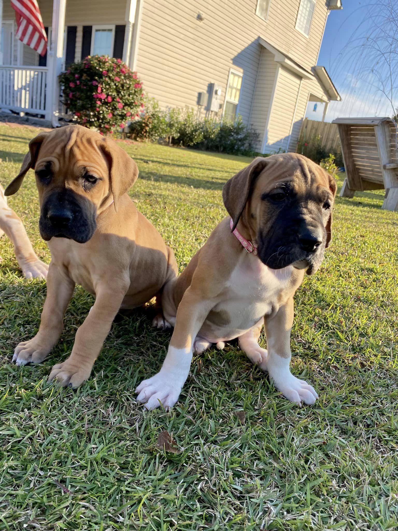 Tarheel danes in North Carolina | Great Dane puppies | Good Dog