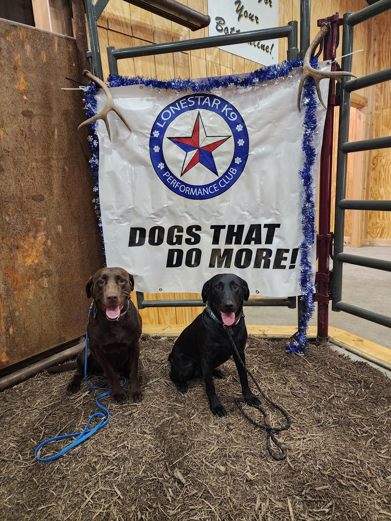 Balanced Rock Retrievers in Texas | Labrador Retriever puppies | Good Dog