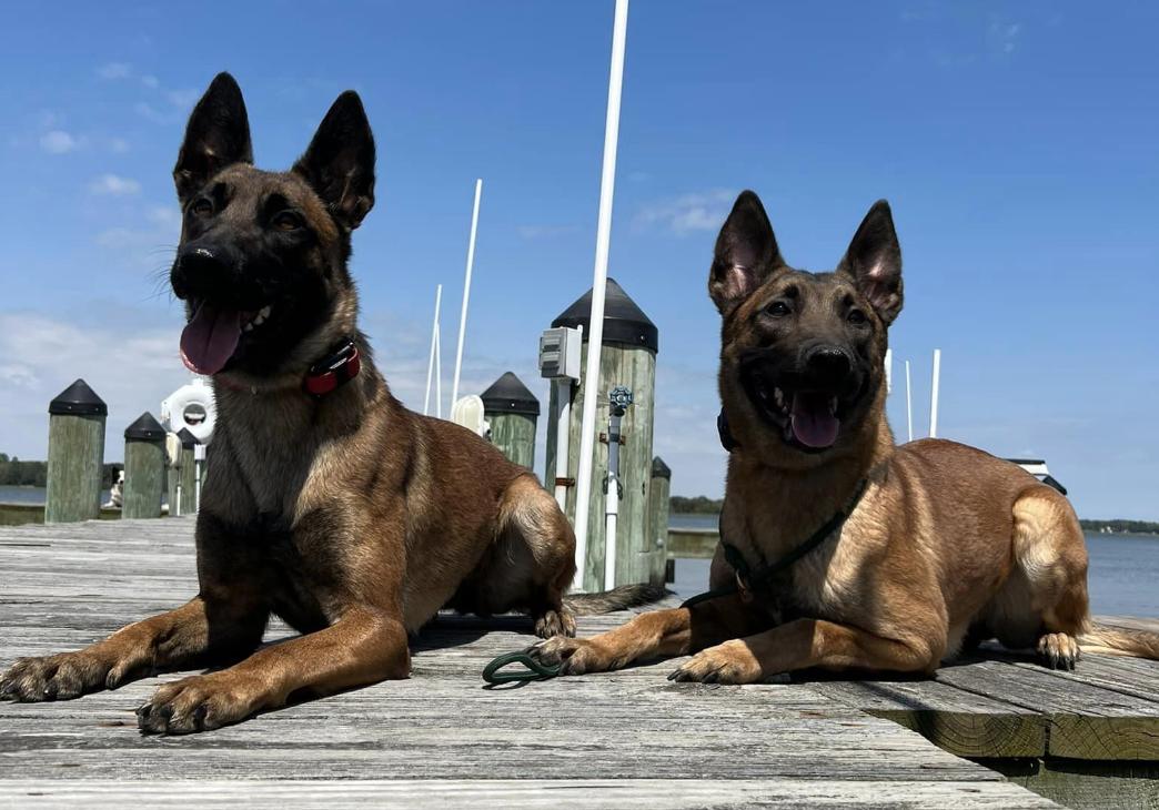 RLSF kennels in Maryland | Belgian Malinois and Border Collie puppies ...
