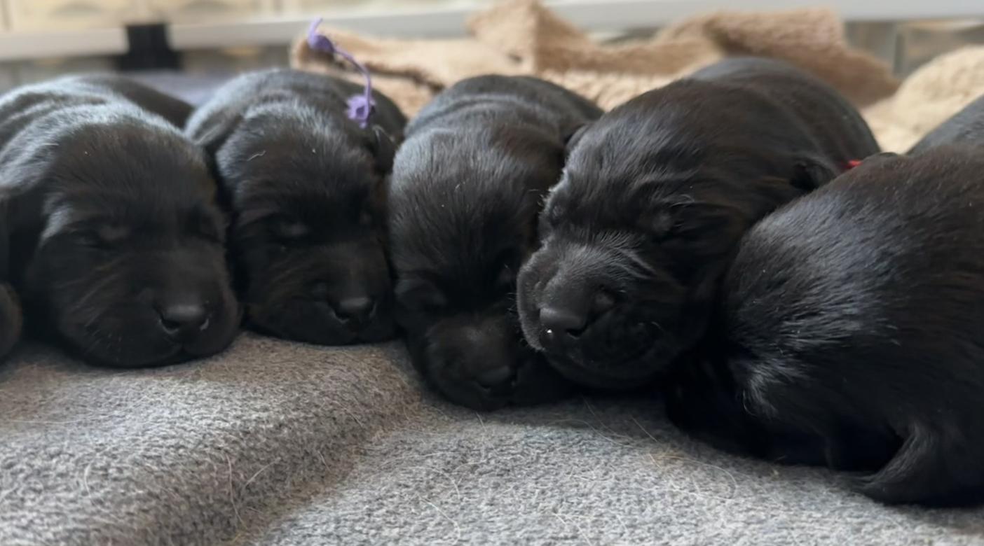 Juniper Ridge Labrador Retrievers in Missouri | Labrador Retriever ...