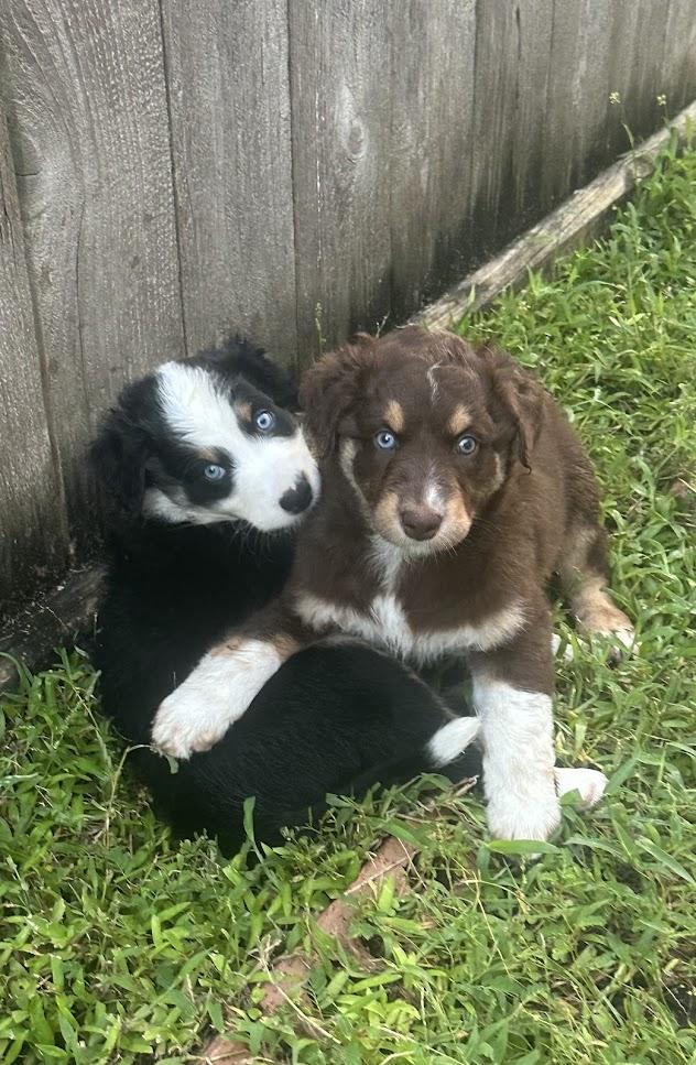 Cypress Aussies in Texas | Australian Shepherd puppies | Good Dog