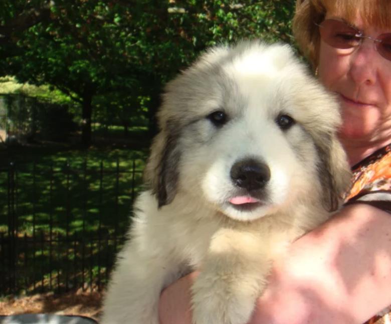 Pyradigm Great Pyrenees in Vermont | Great Pyrenees puppies | Good Dog