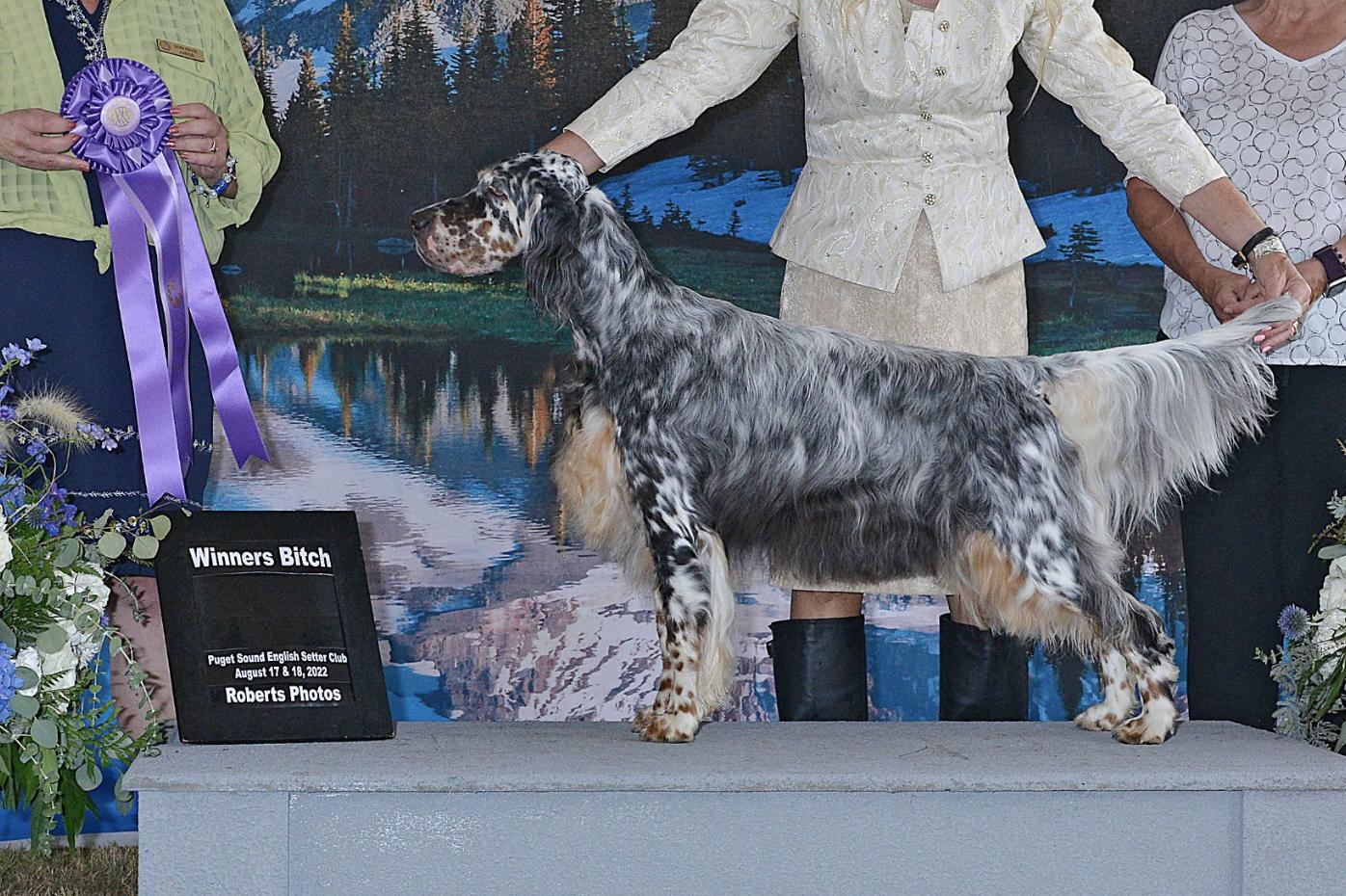 Julie's English Setters in Oregon | English Setter puppies | Good Dog