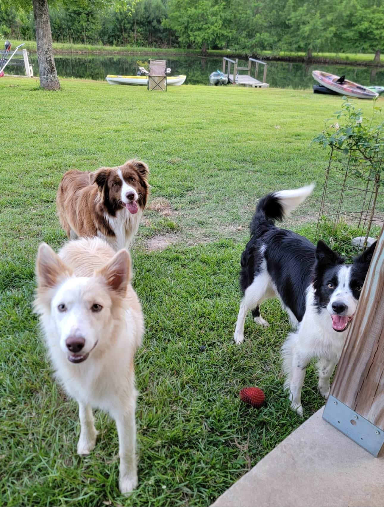 Double4farms in Alabama | Border Collie puppies | Good Dog