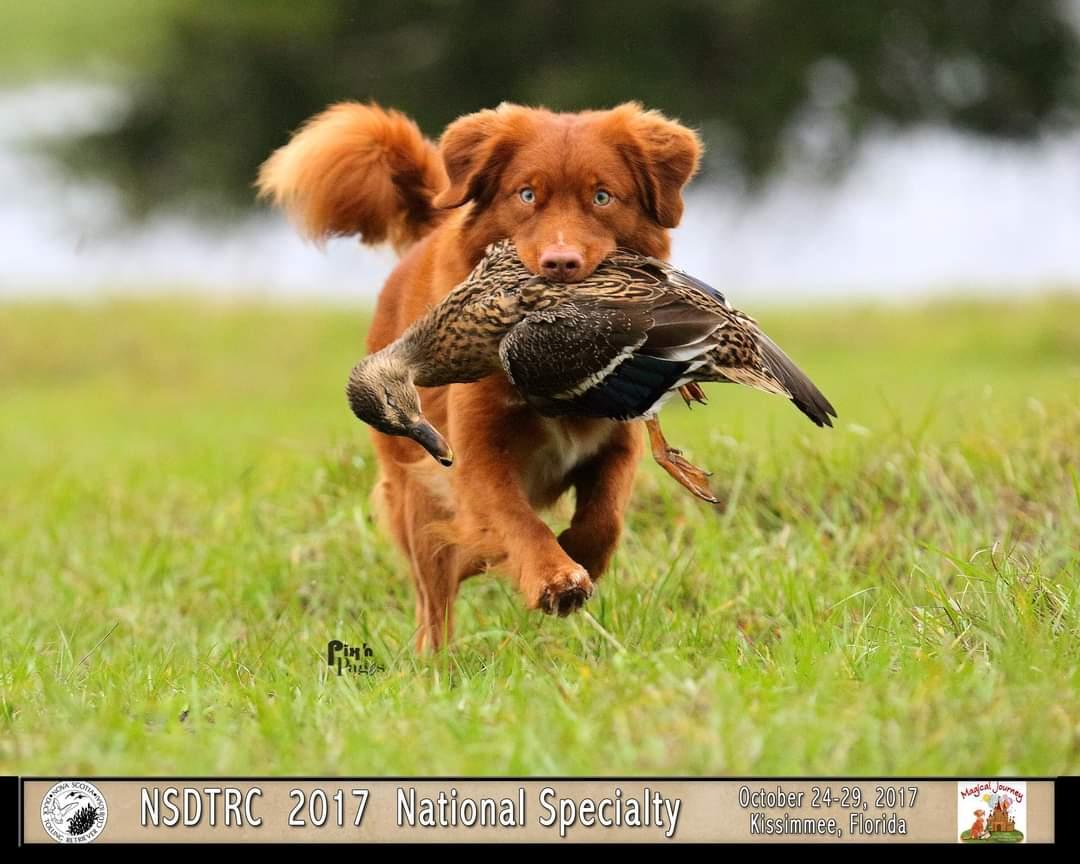 Mystic Tollers in Michigan | Nova Scotia Duck Tolling Retriever puppies ...