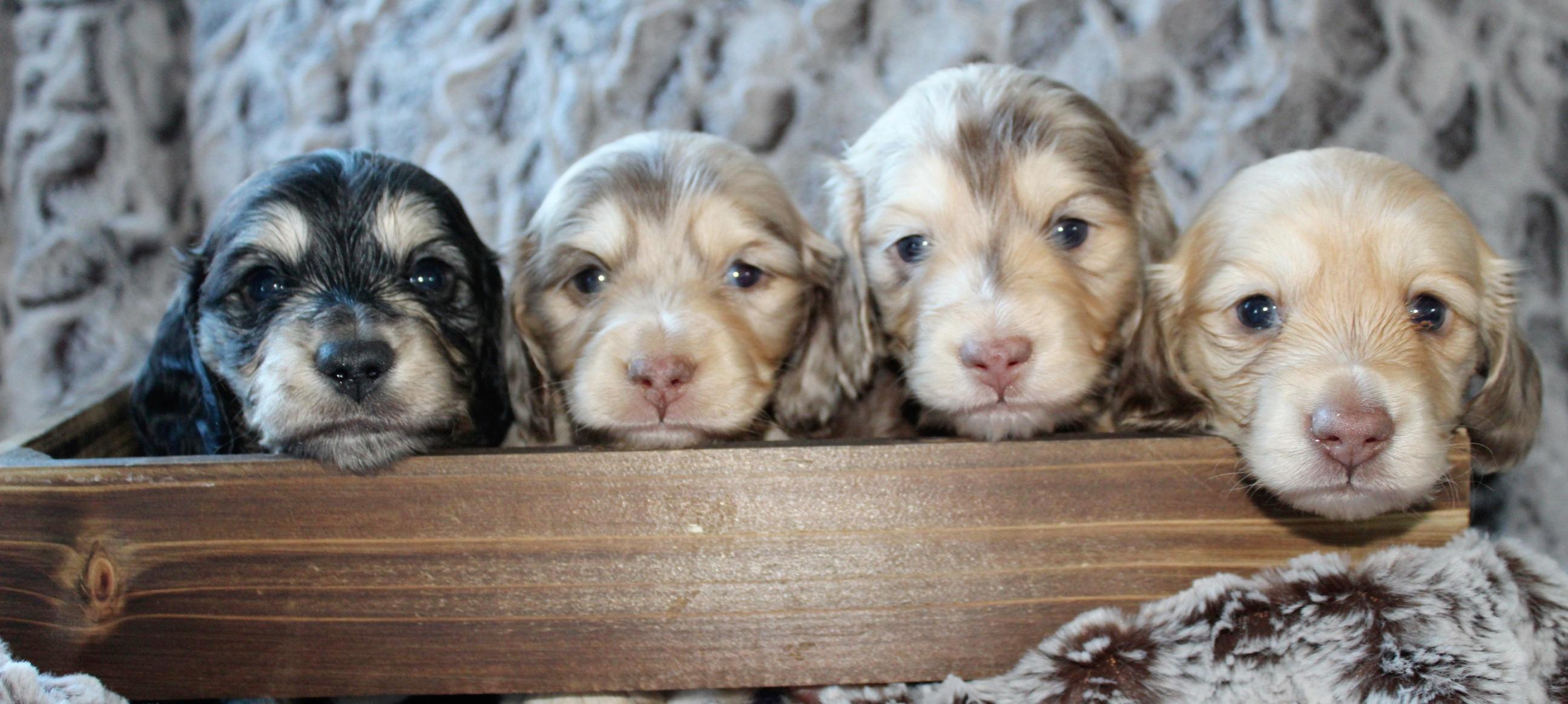 Flying S Mini Dachshunds in Utah | Bernedoodle and Dachshund puppies ...