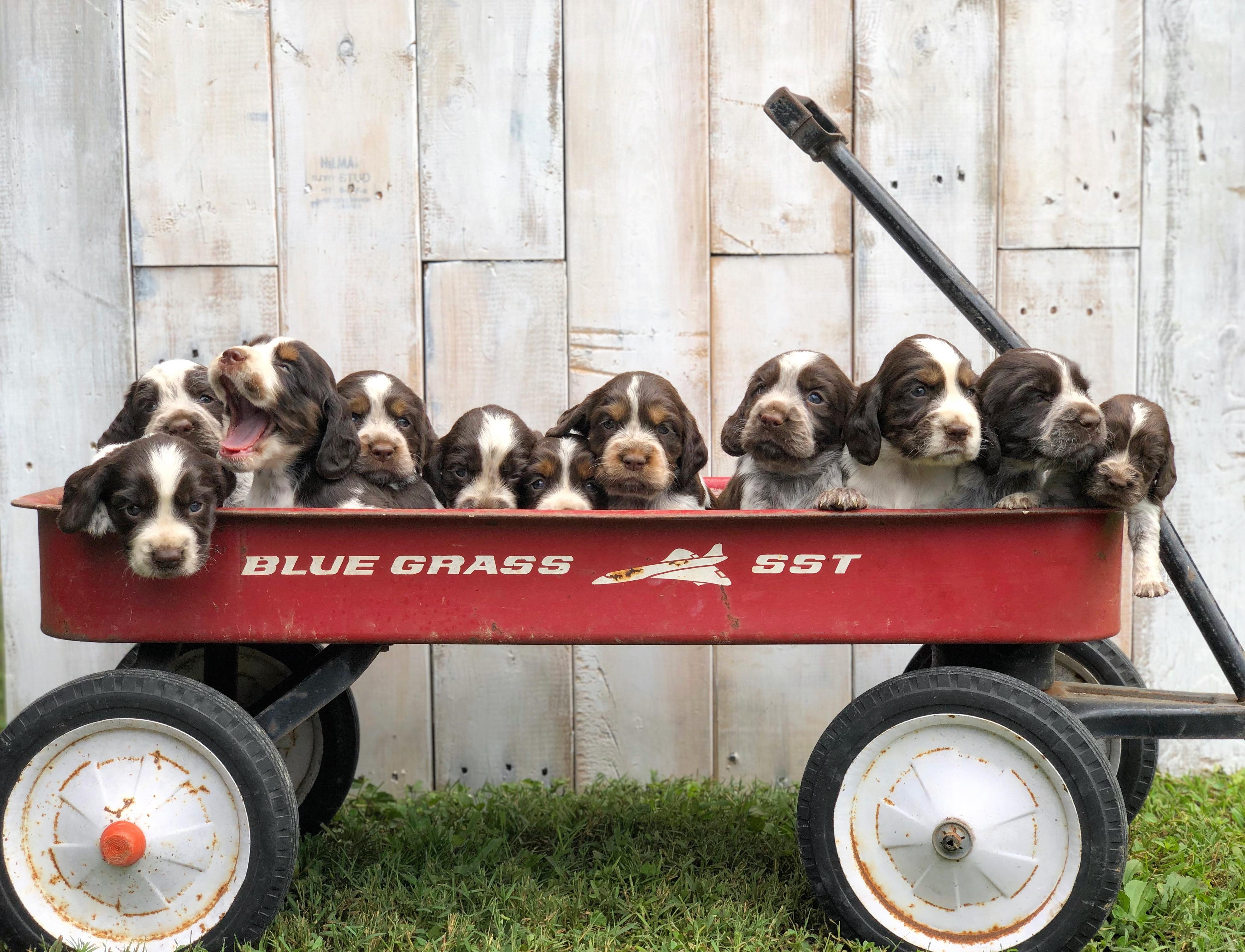 Roan Creek Kennels in North Carolina | English Springer Spaniel puppies ...