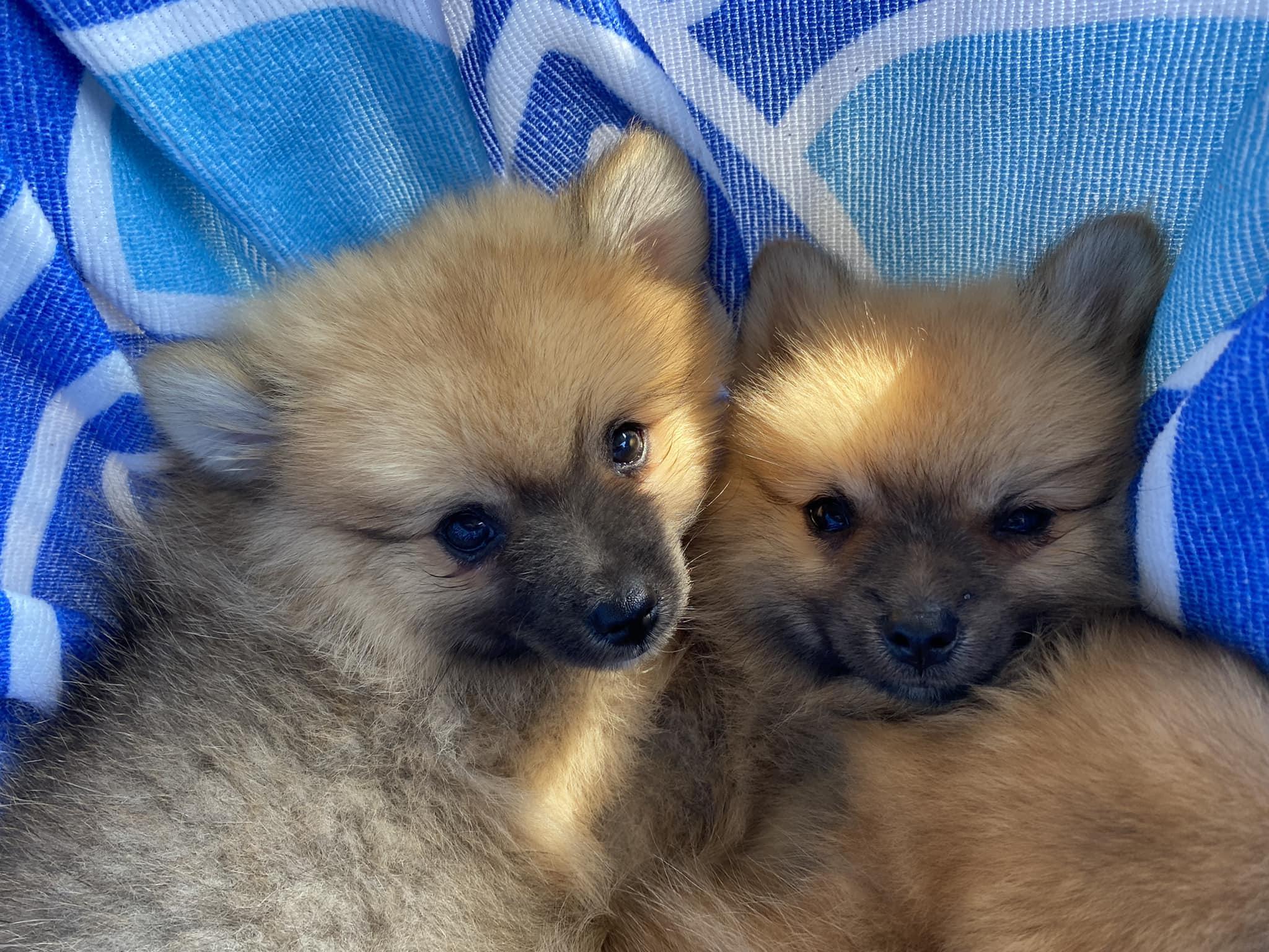 Poms & Pythons in Georgia | Pomeranian puppies | Good Dog