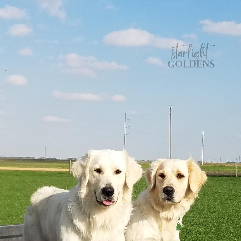 Starlight Goldens in Texas | Golden Retriever puppies | Good Dog