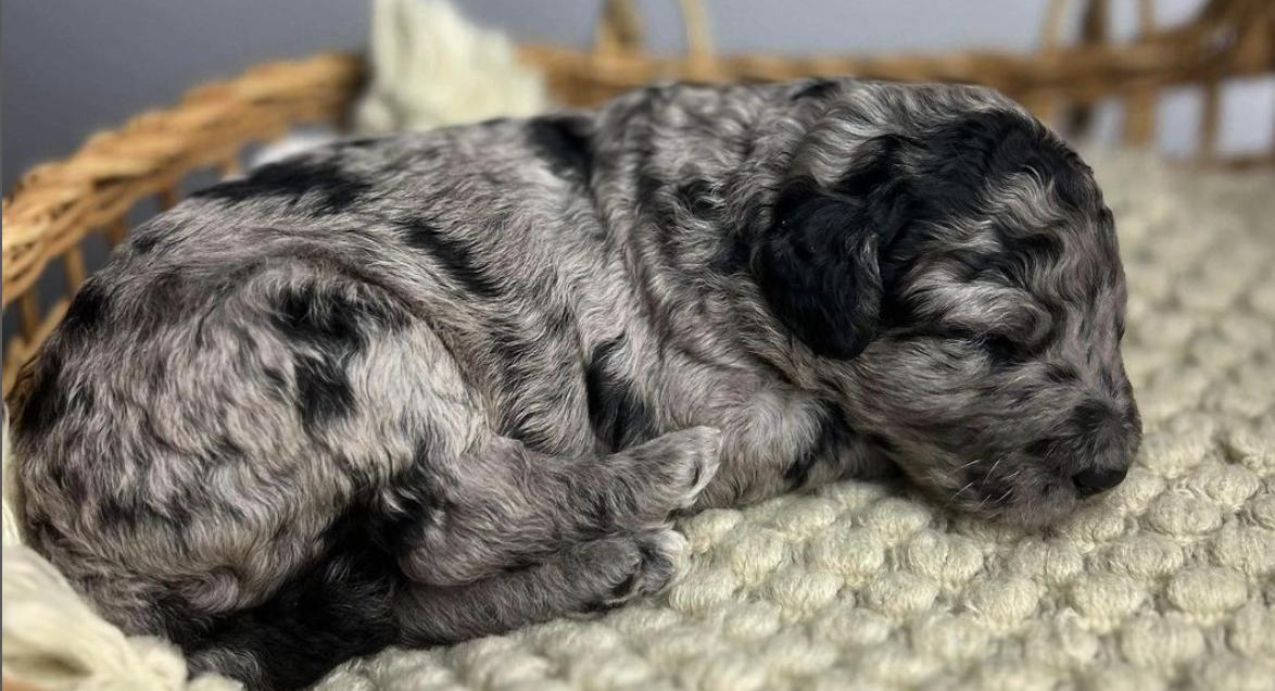 Jandi Doodles in Florida | Goldendoodle puppies | Good Dog
