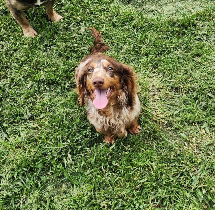 Homegrown Hoosier Kennels in Indiana | Dachshund puppies | Good Dog