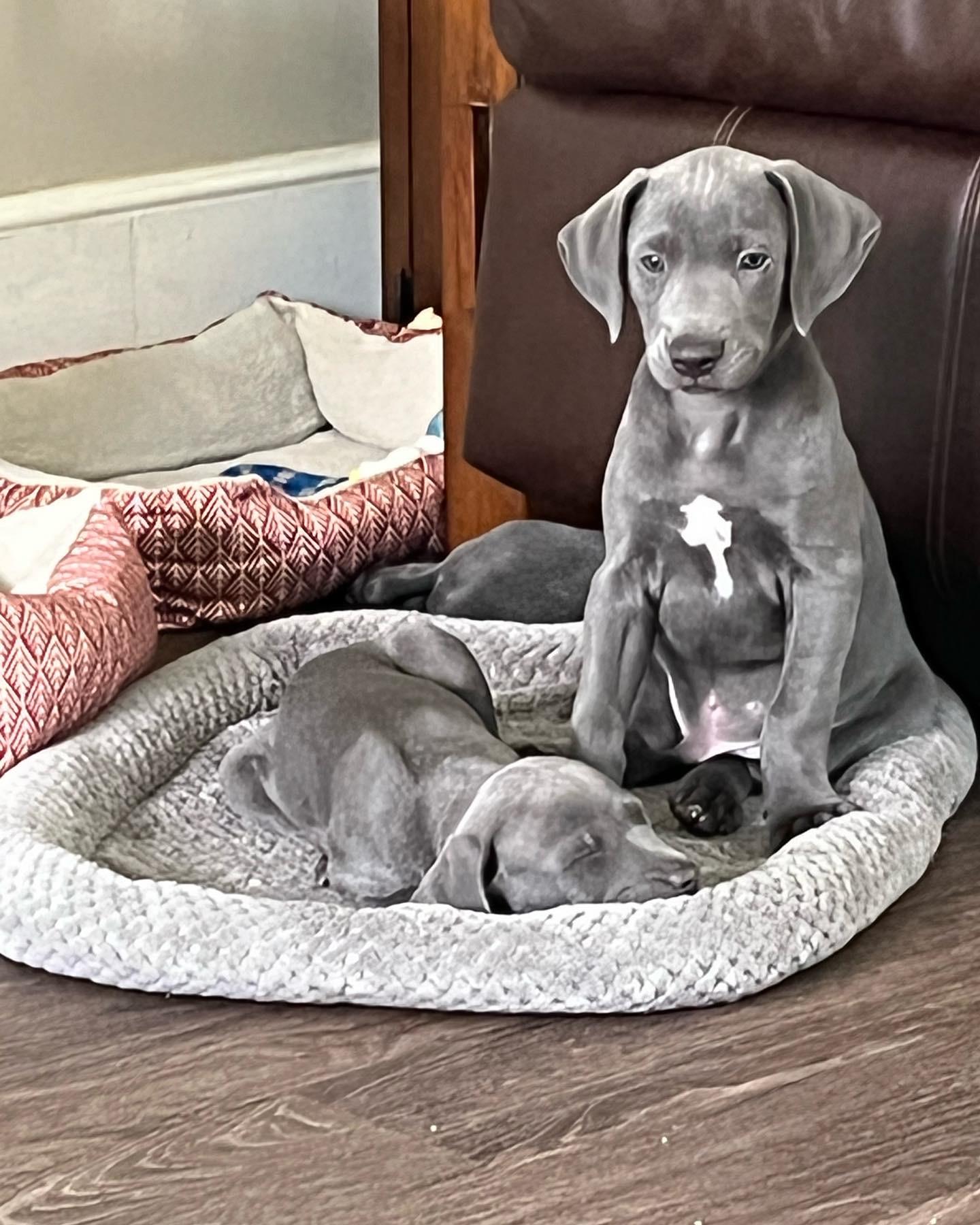 Doug’s Blue Lacy Puppies in Alabama | Blue Lacy puppies | Good Dog