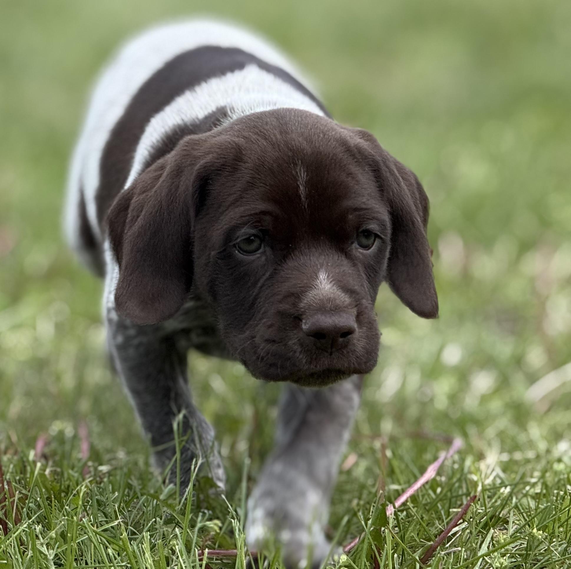 Upland Points Gun Dogs in Montana | German Shorthaired Pointer puppies ...