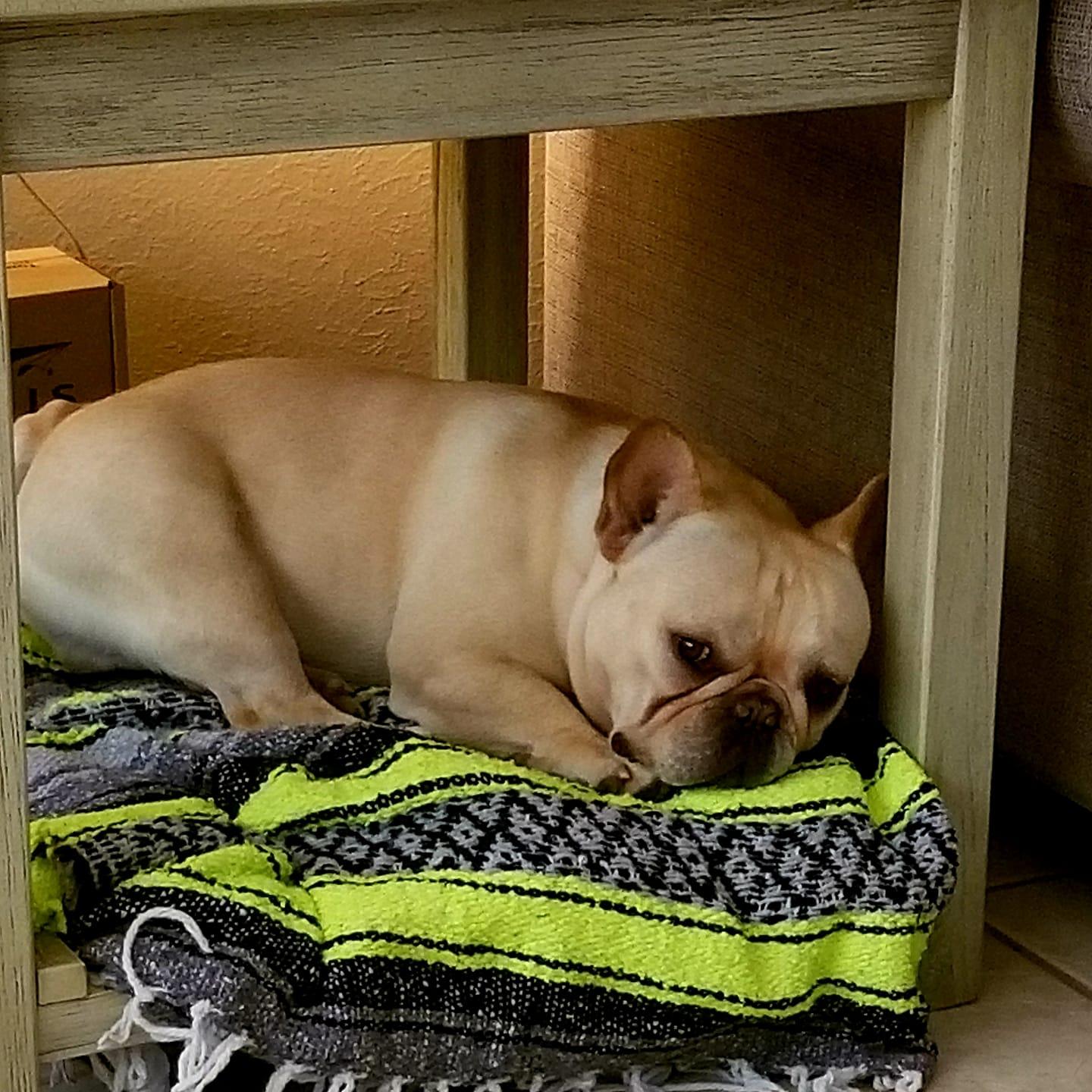 Oil Patch Frenchies in New Mexico | French Bulldog puppies | Good Dog