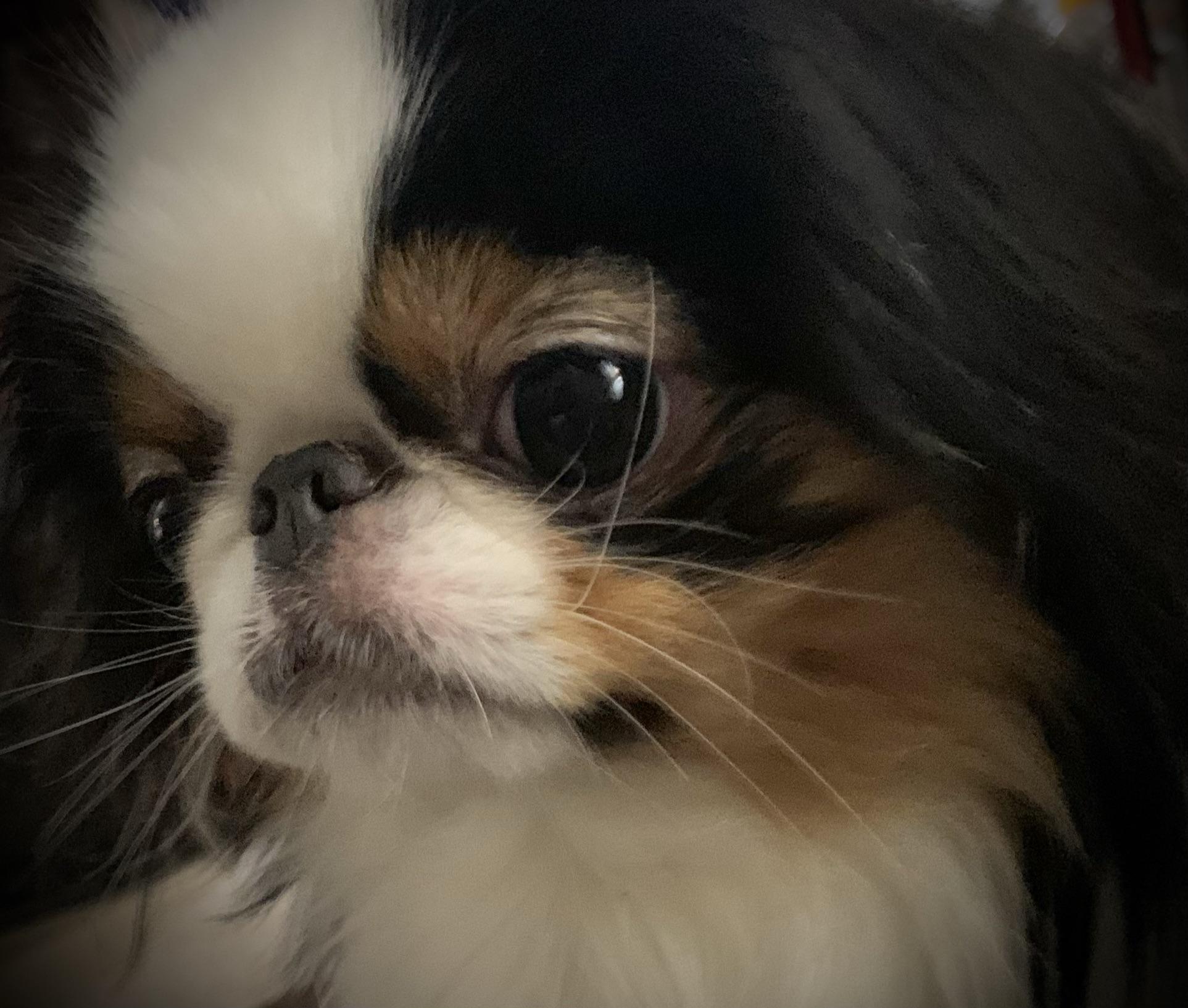 Uniquely Yours, Shelly’s Japanese Chins in Missouri | Japanese Chin ...