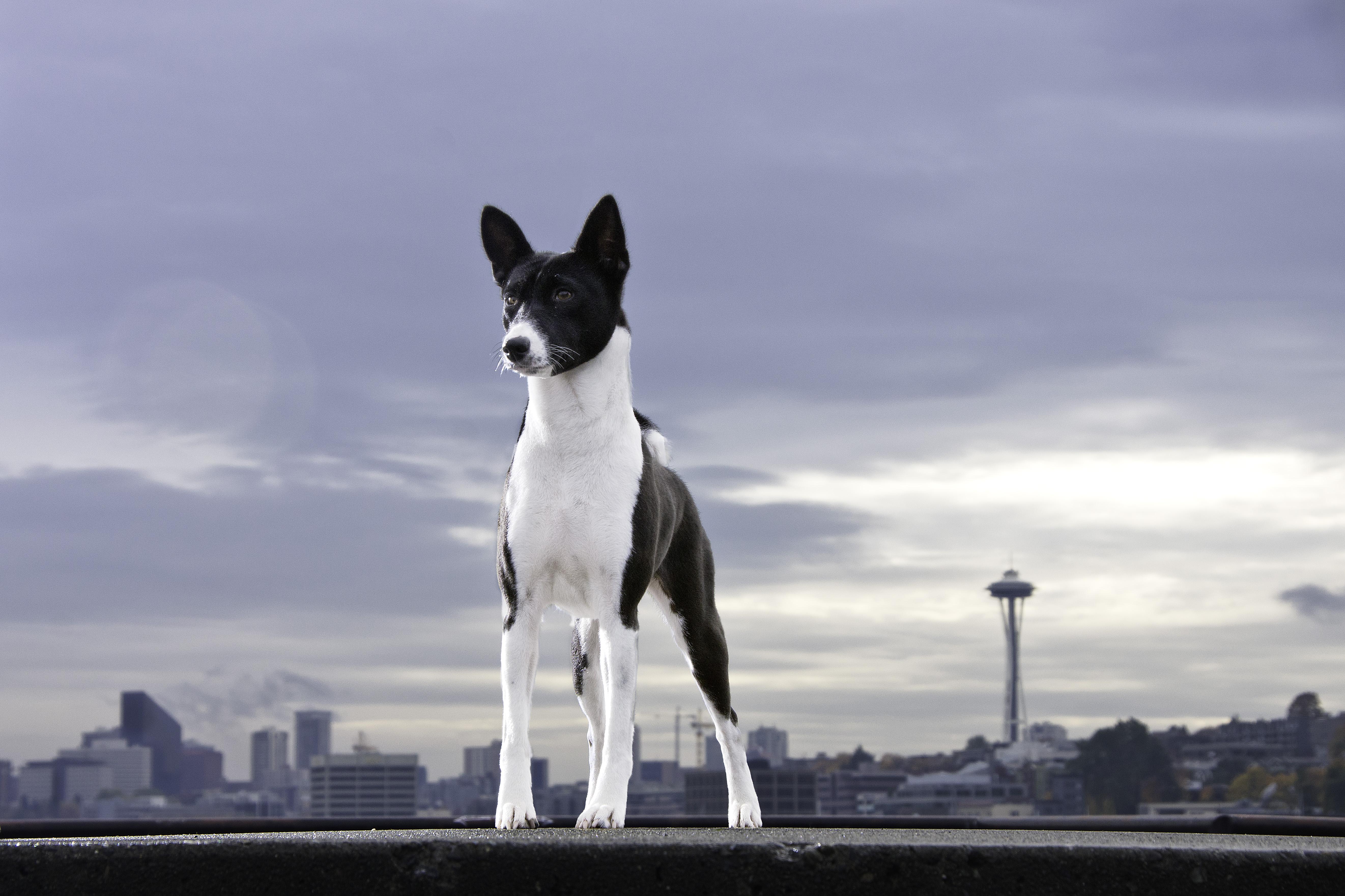 TAJI in Washington | Basenji puppies | Good Dog