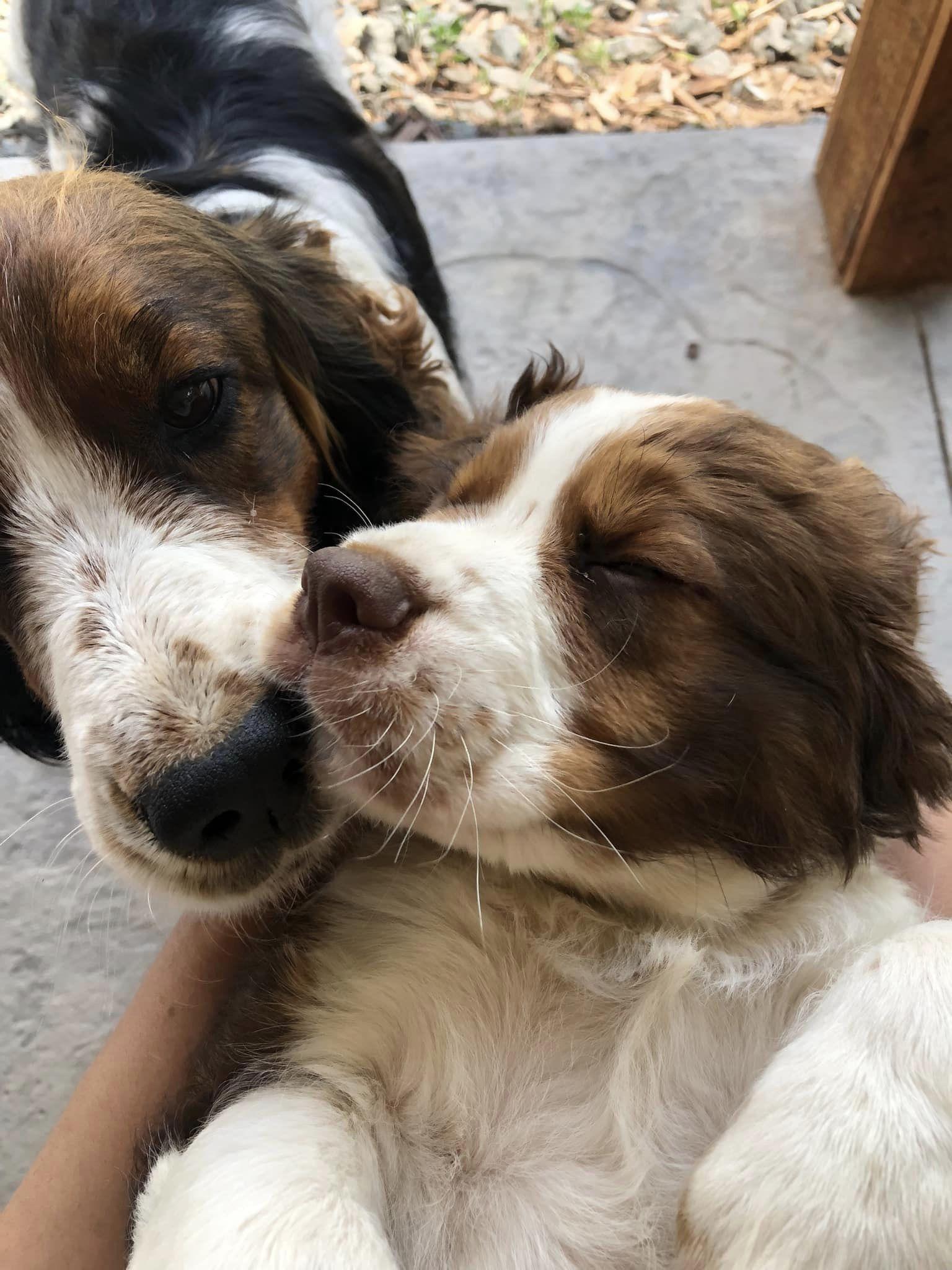 Poskin Lake Springer Spaniels in Wisconsin | English Springer Spaniel ...