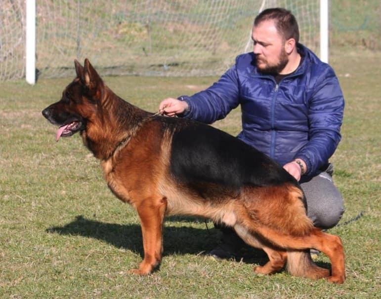 Von Hoene Heritage Shepherds in Indiana | German Shepherd puppies ...