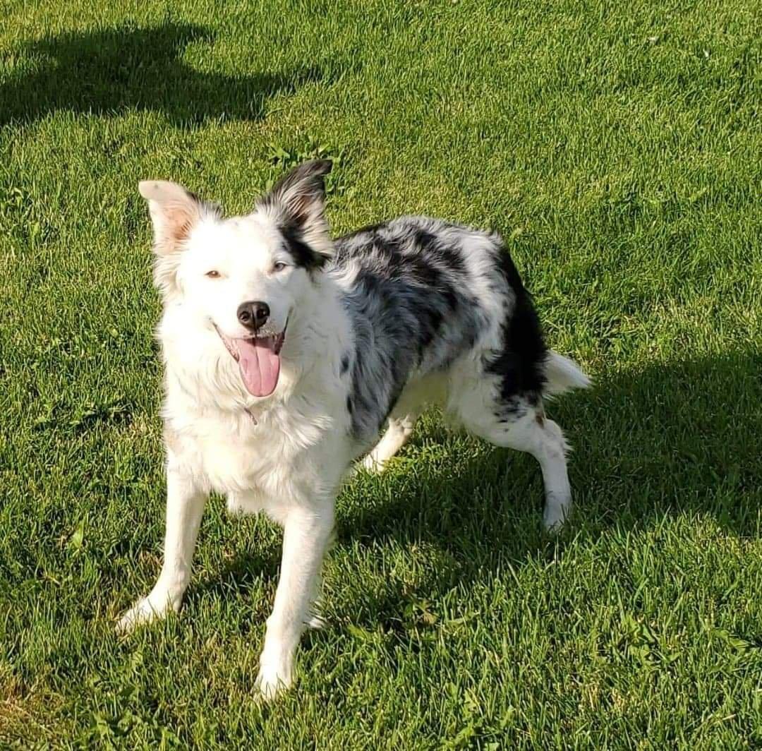 Green River Ranch Border Collies in Montana | Border Collie puppies ...