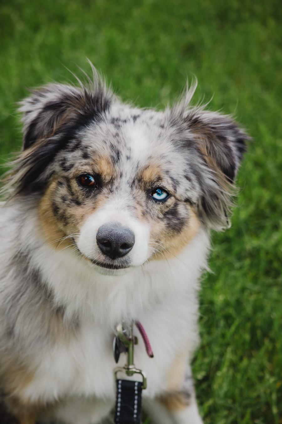 Burton's Mini American Shepherds in Utah | Miniature American Shepherd ...