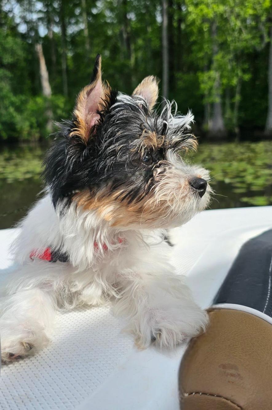 Southern Belle's Biewer Terriers & Papillons in North Carolina | Biewer ...