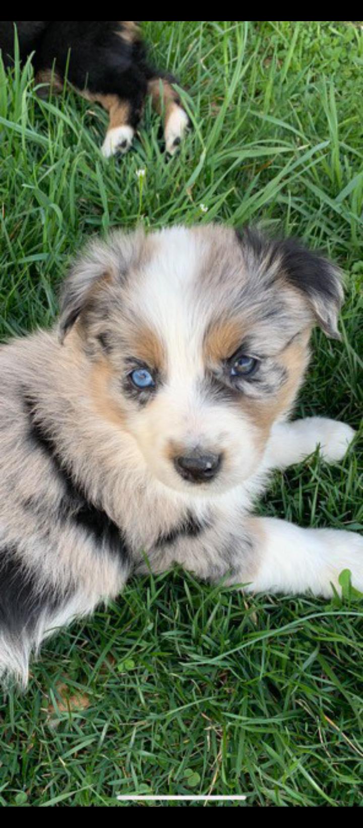 Wolf Creek Aussies And Aussiedoodles in Kentucky | Australian Shepherd ...