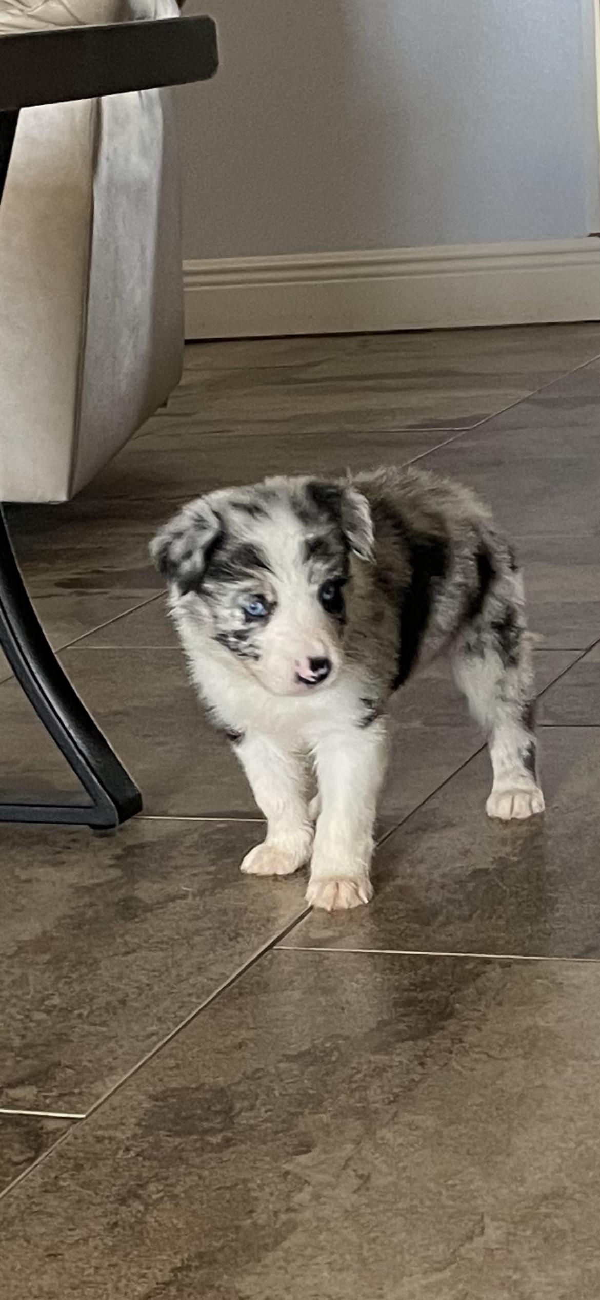 Spot On Border Collies in Louisiana | Border Collie puppies | Good Dog