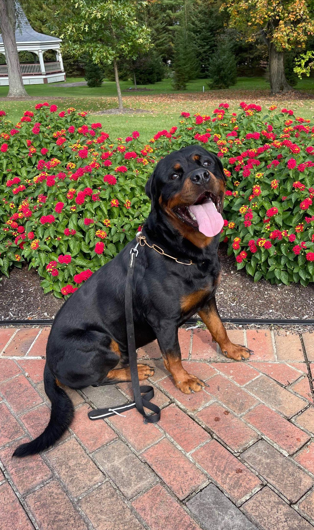 German Select Rottweilers in Pennsylvania | Rottweiler puppies | Good Dog