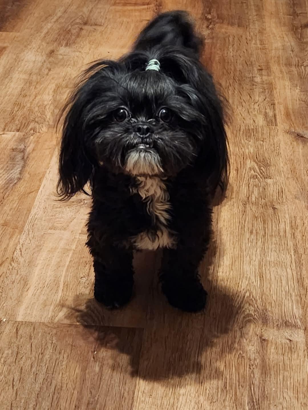 Our Littles in Wisconsin | Shichon puppies | Good Dog