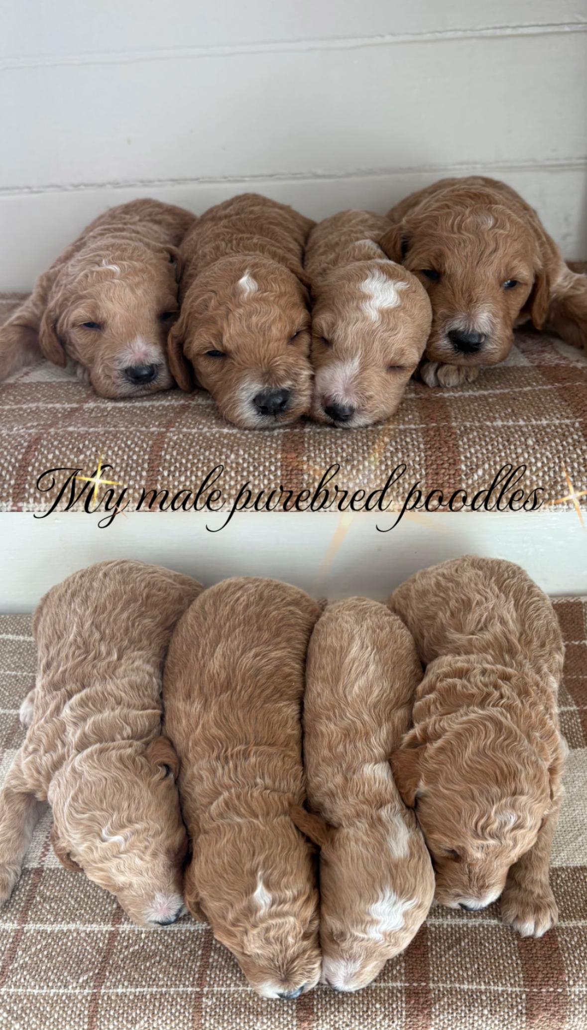 Shenandoah Valley Doodles in Virginia | Poodle puppies | Good Dog