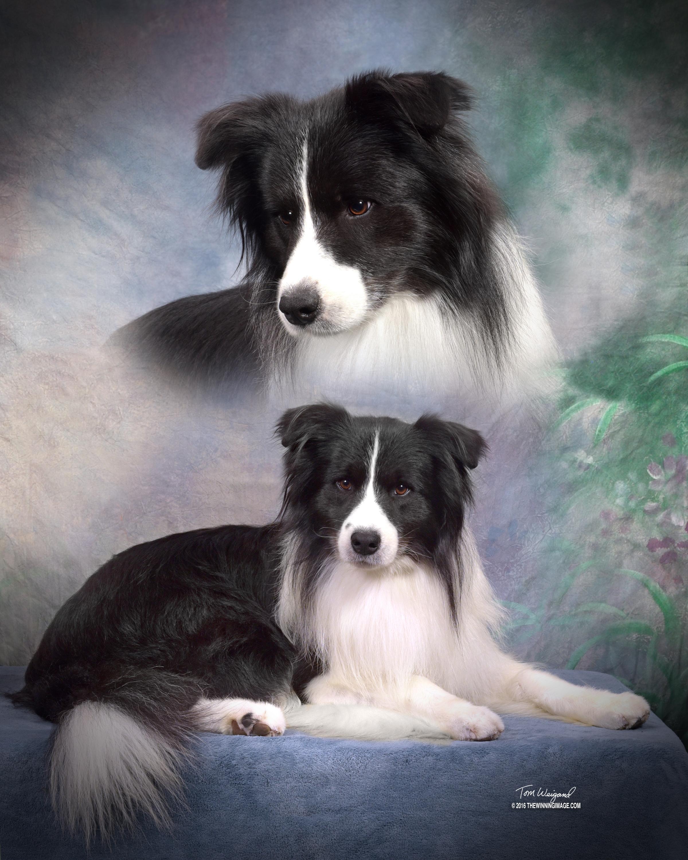 Stellar Kennels in Texas | Border Collie puppies | Good Dog