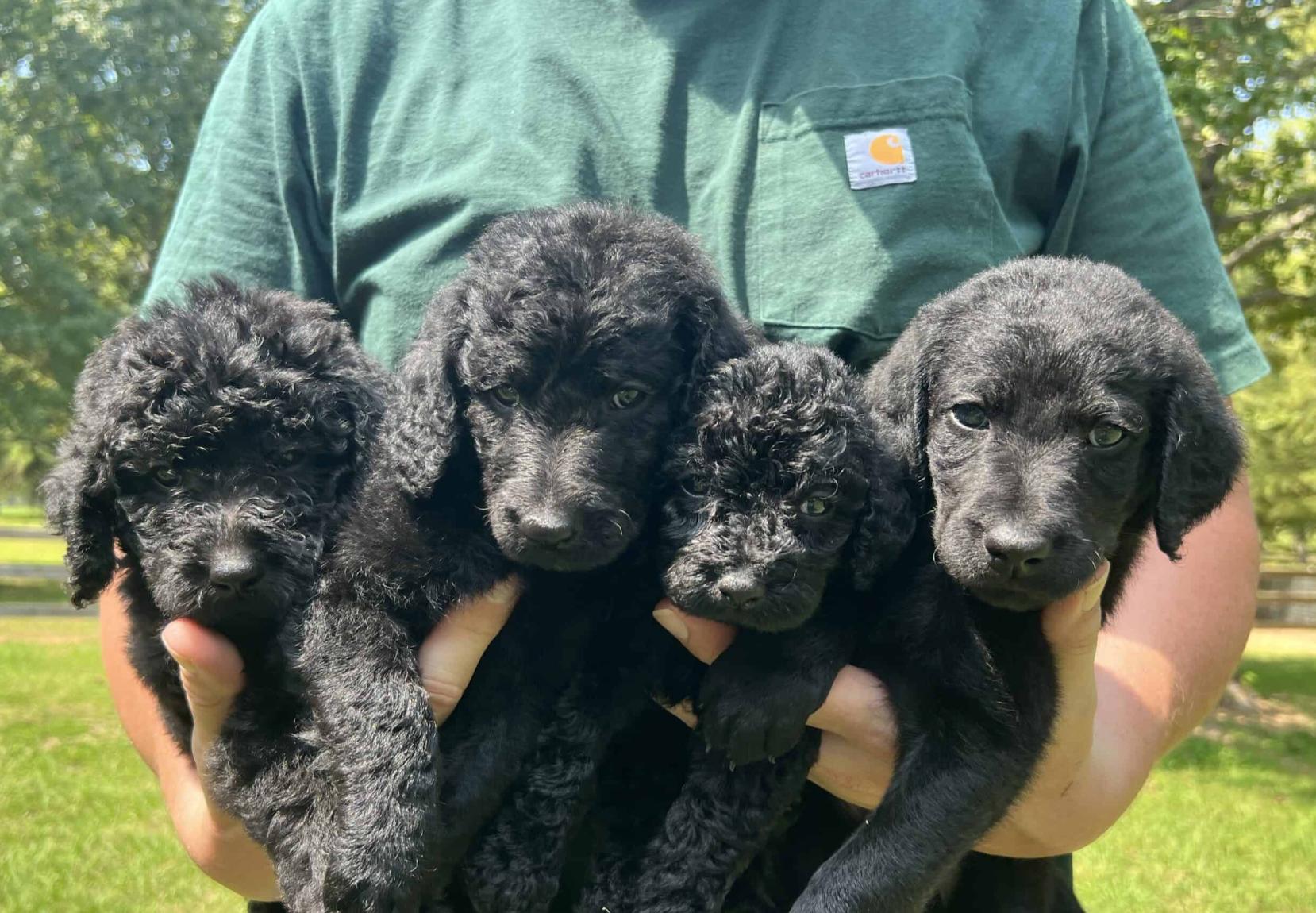 Freedom Pines Doodles in Texas | Labradoodle puppies | Good Dog