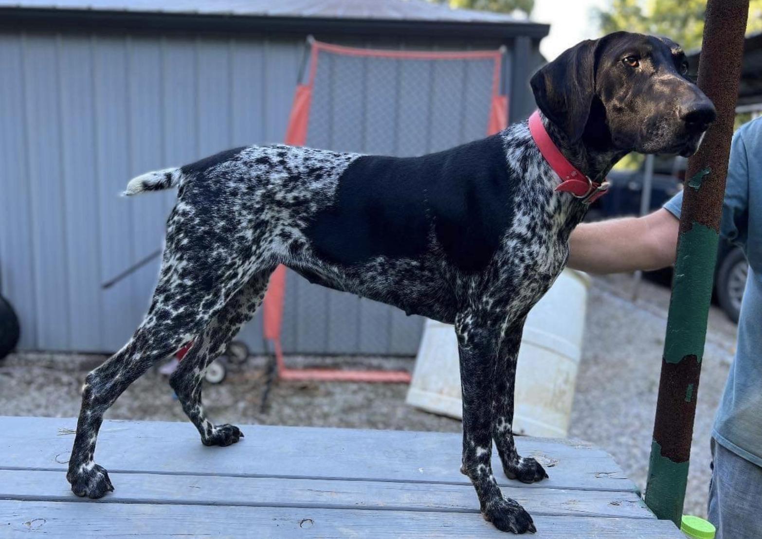 County Line Pointers in Illinois | German Shorthaired Pointer and ...