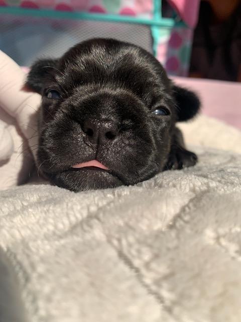 Bad, Boujee and Cute ! in Oregon | French Bulldog puppies | Good Dog