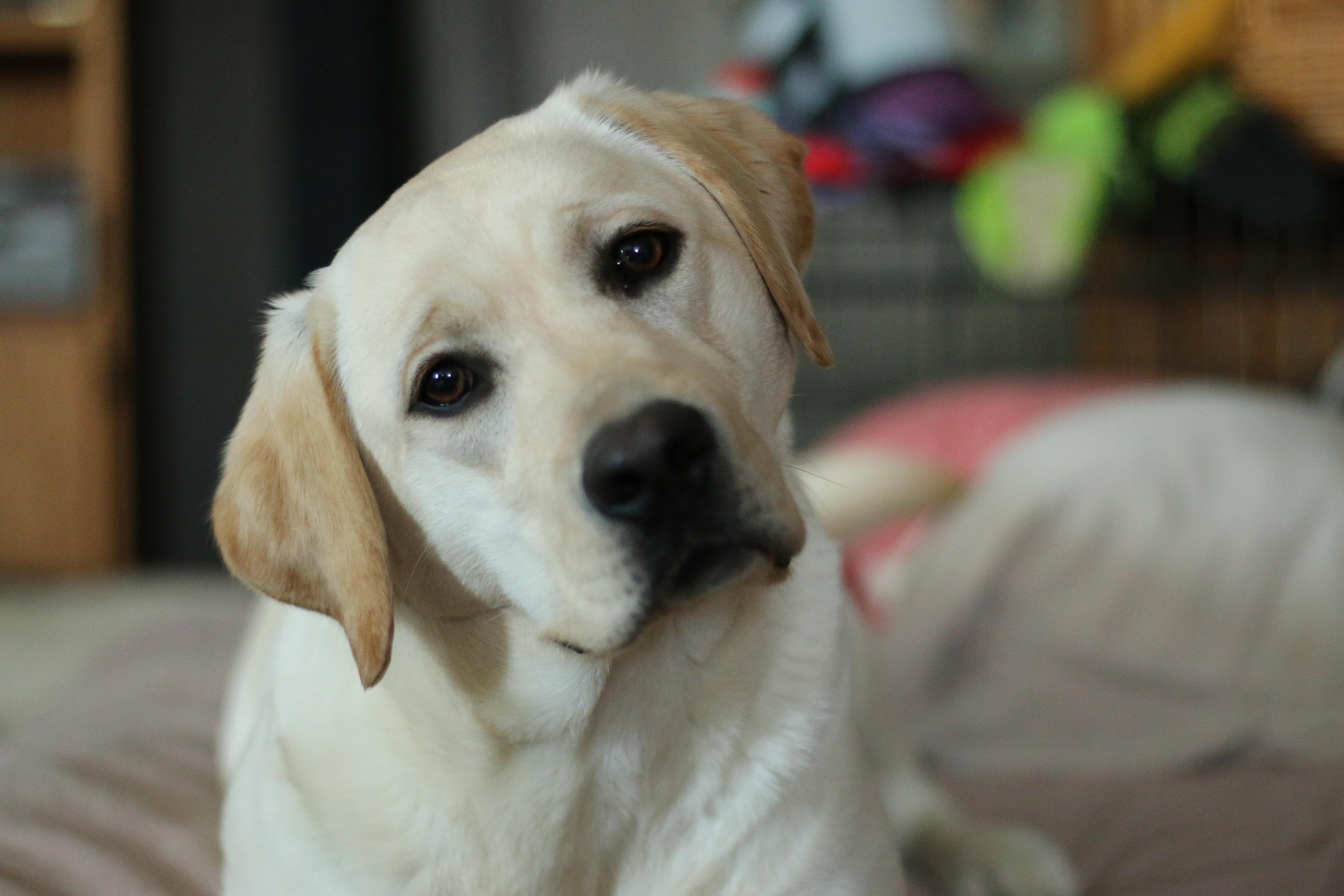 Shadowmyst Labradors in Iowa | Labrador Retriever puppies | Good Dog