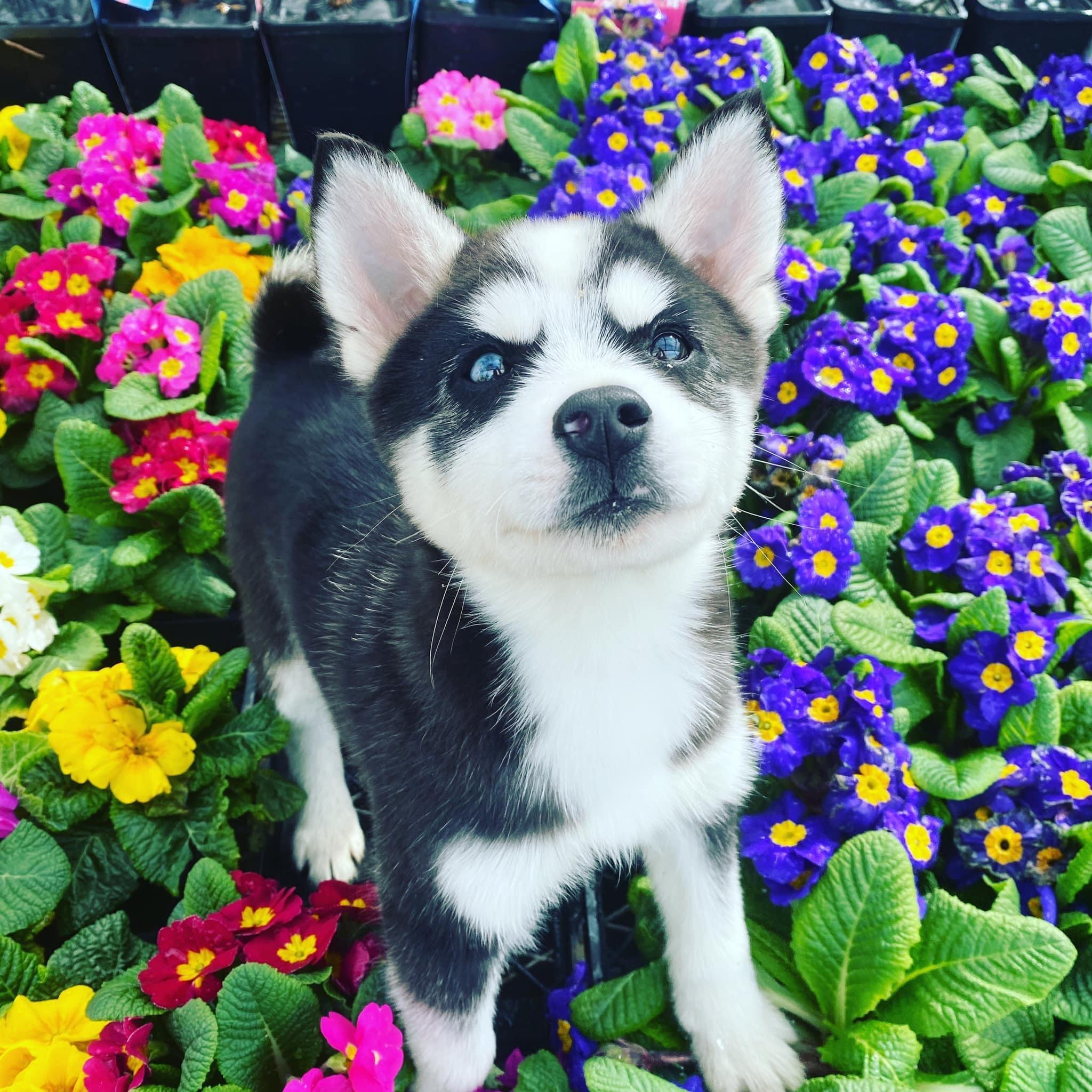 Periwinkle Pomskies in Washington | Pomsky puppies | Good Dog
