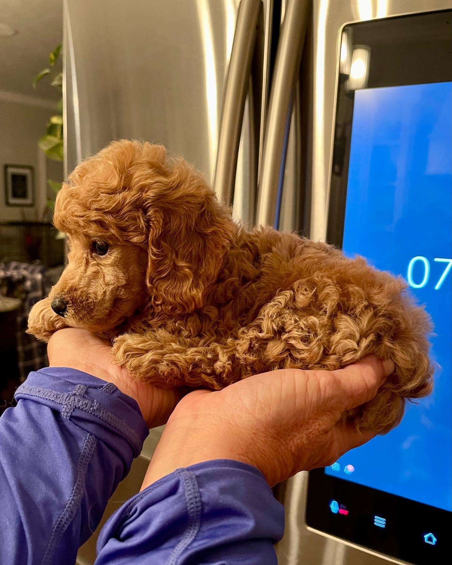 PuppyLove Poodles in Oklahoma | Poodle puppies | Good Dog