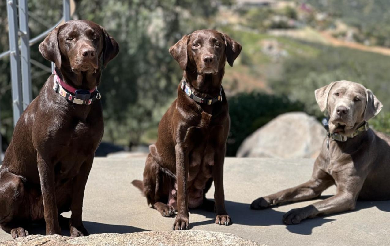 Granite Ridge Silver Labs in California | Labrador Retriever and Dilute ...