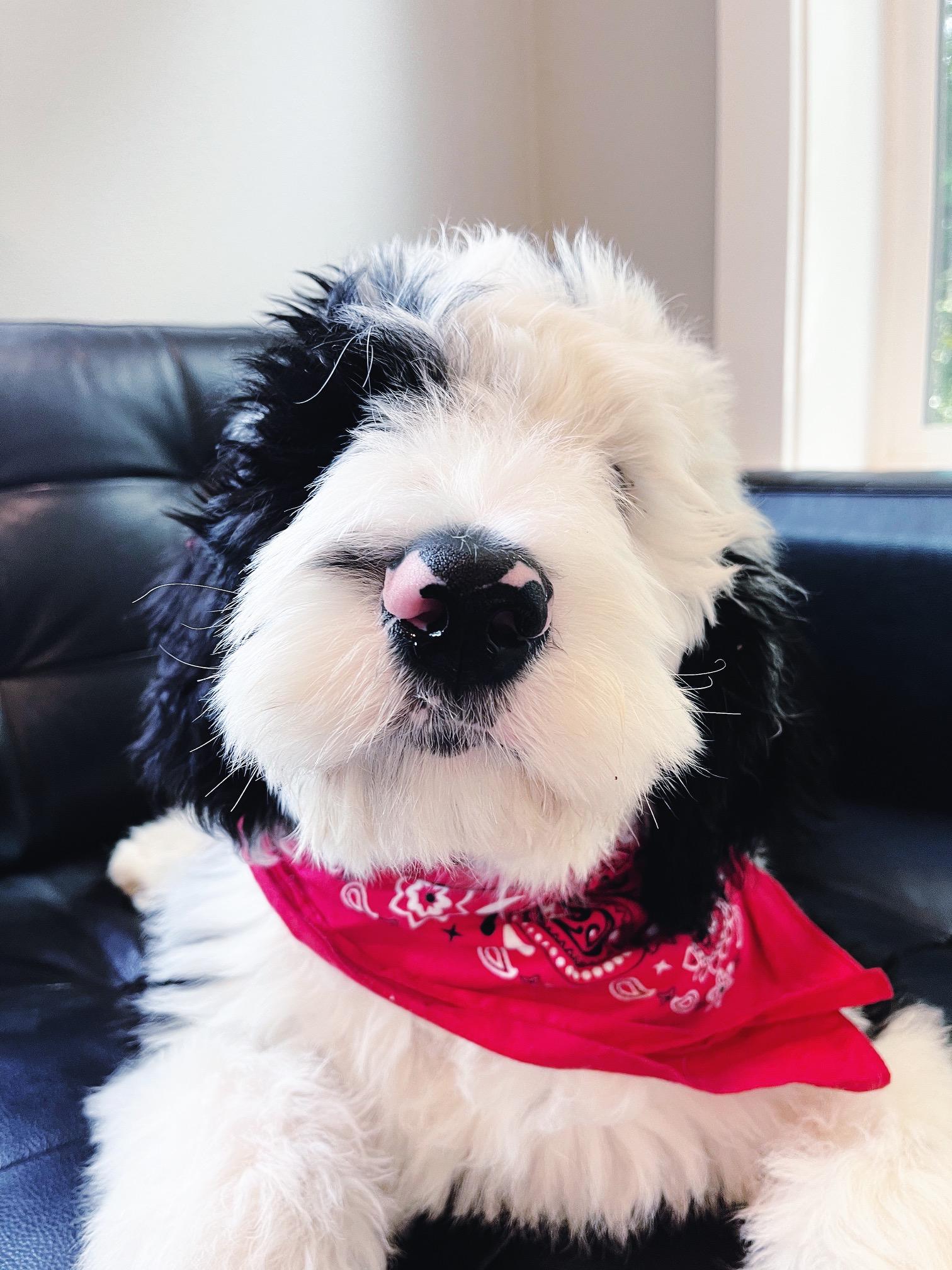 Doodles of Oregon in Oregon | Sheepadoodle puppies | Good Dog