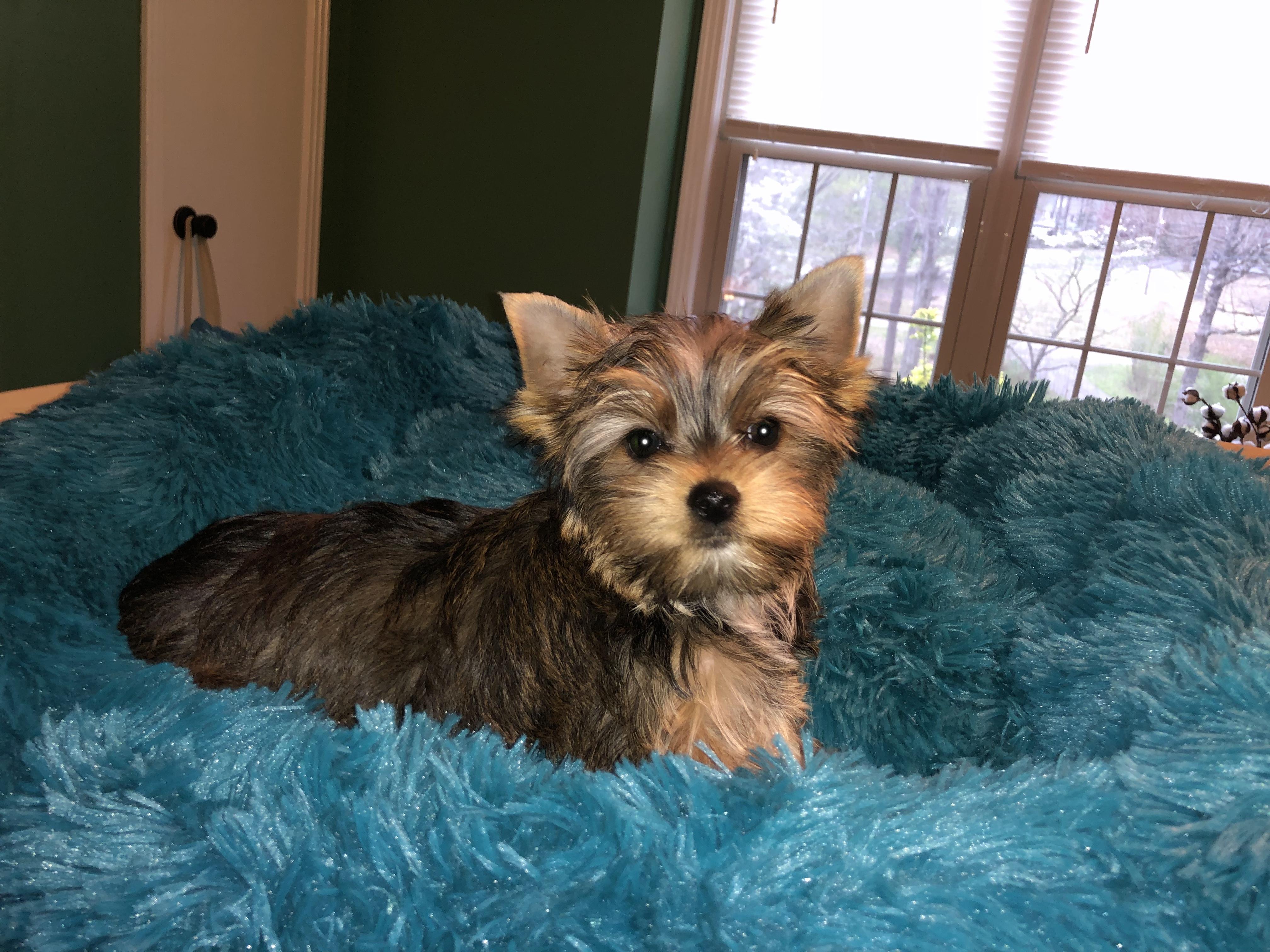 Mountain Magic Yorkies in Tennessee | Yorkshire Terrier puppies | Good Dog