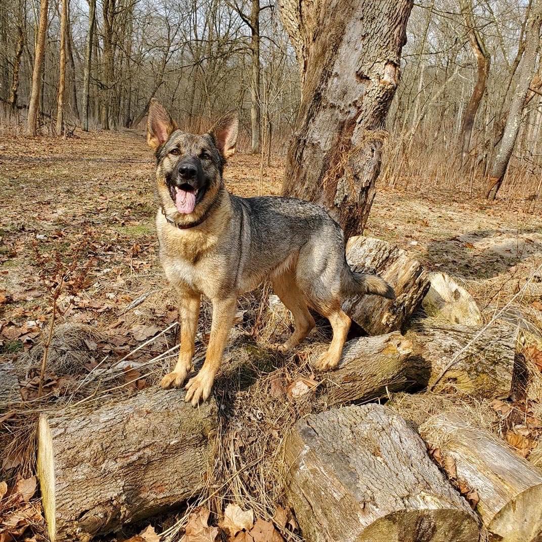 Melissa's German Shepherds in Pennsylvania | German Shepherd puppies ...